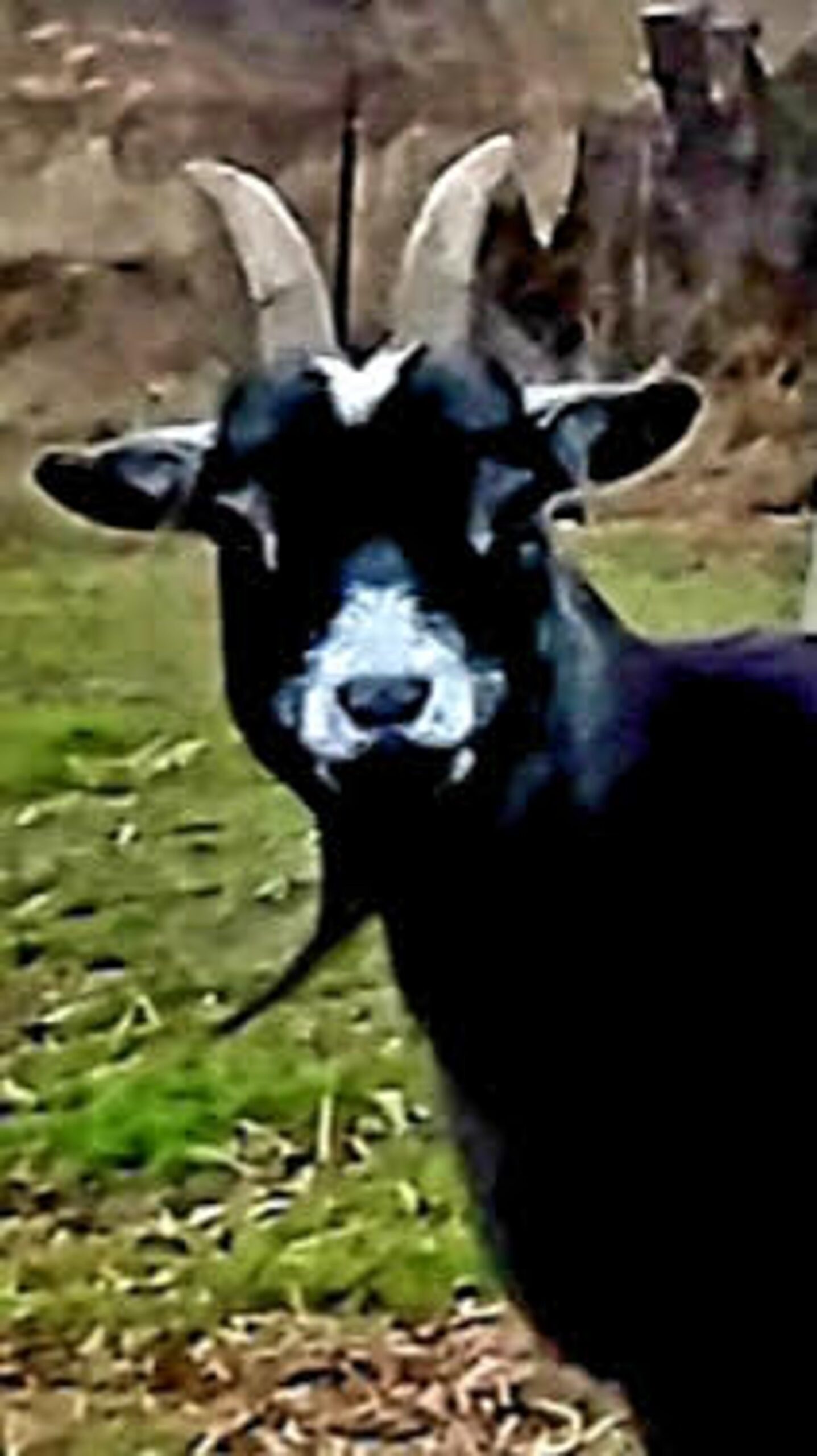 What is Bog Iron - and why "Privateer" it? - Bog Iron Slav